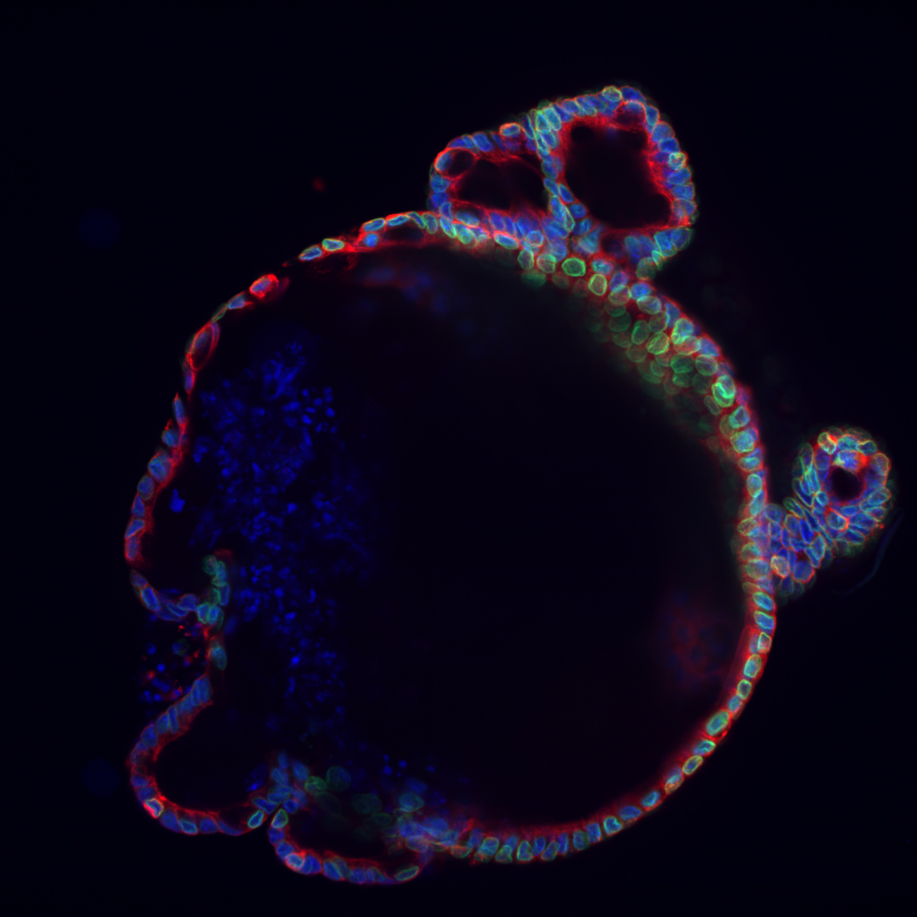 Cell Biology | Åbo Akademi