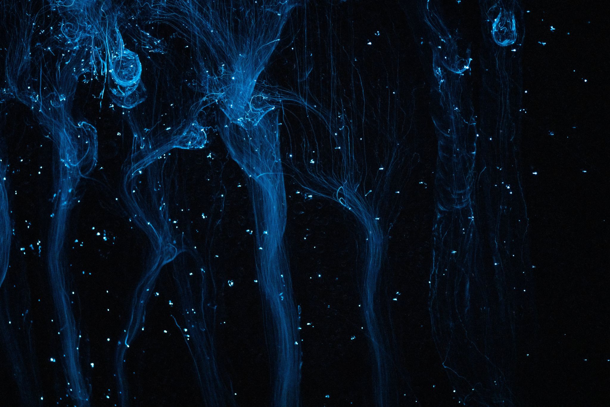 Mareld gör havet till stjärnhimmel | Åbo Akademi