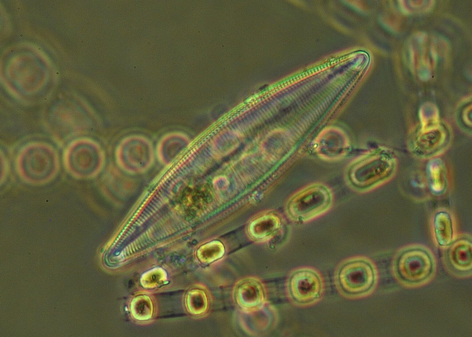 Marine phytoplankton - diversity and adaptation | Åbo Akademi