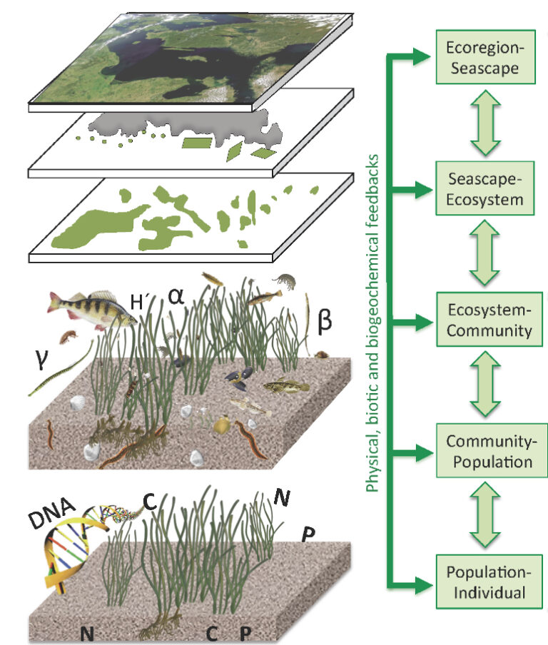 Seagrass ecology | Åbo Akademi