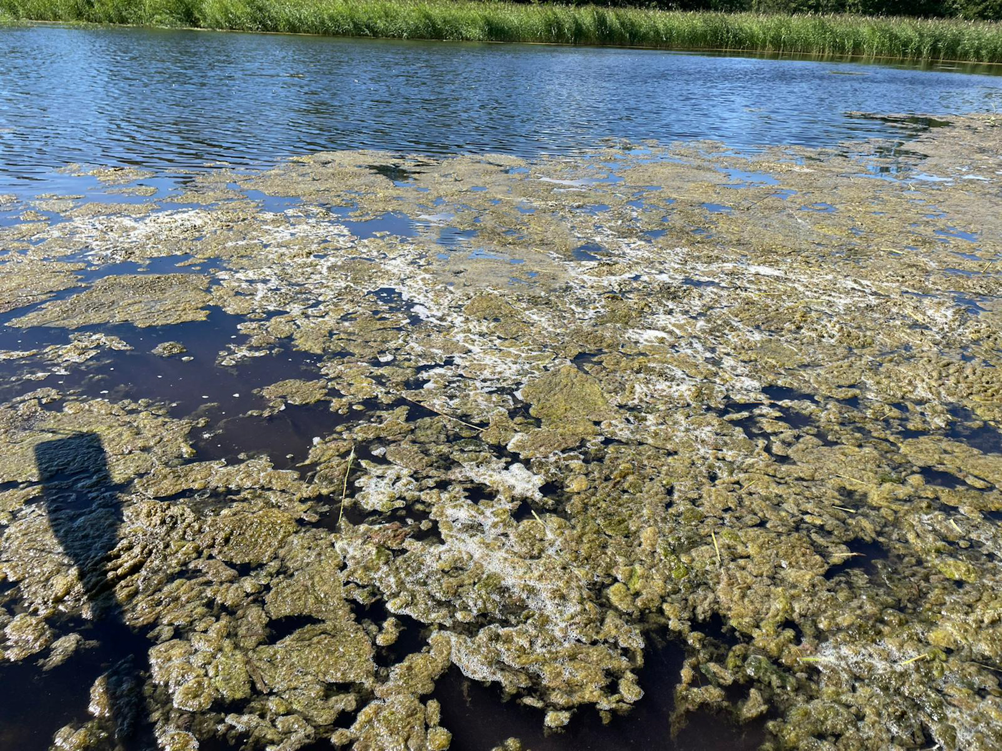 Ahvenanmaan merenlahdet rehevöityneempiä nykyään kuin 20 vuotta sitten ...