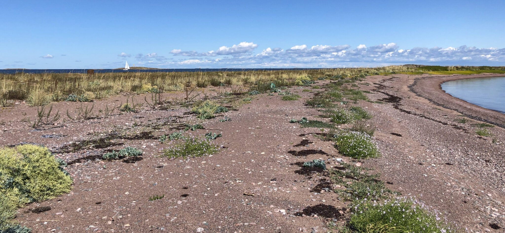 Floran på Utö och Jurmo i dag och för hundra år sen | Åbo Akademi
